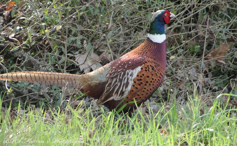 Ring Neck Pheasants | Prairie Game Birds